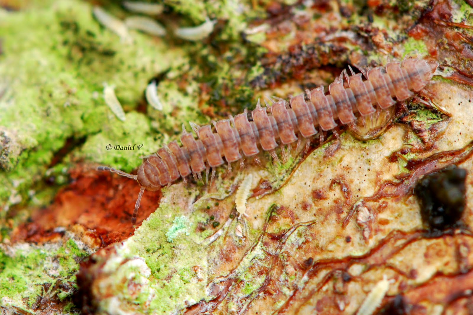 Macrophoto plaisir passion: Quelques xylophages