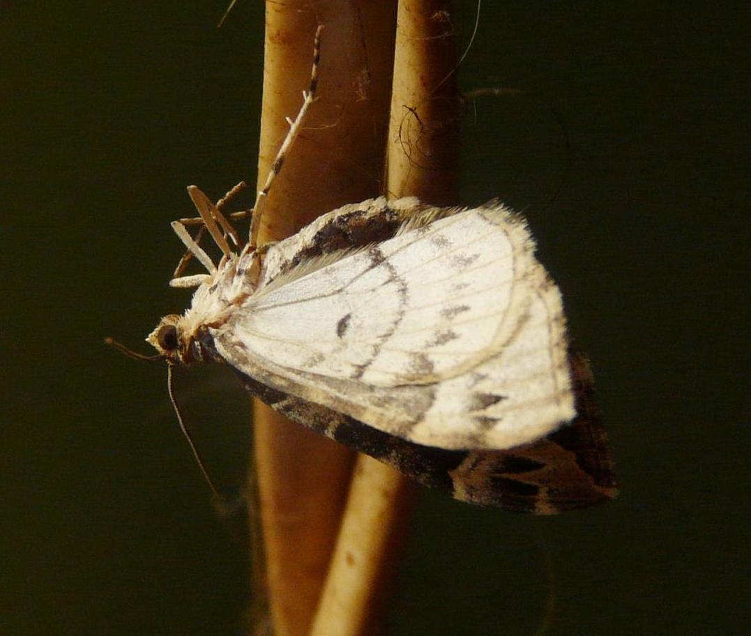 Wildlife on Wheels: Small Phoenix, Ecliptera silaceata; another litle Moth