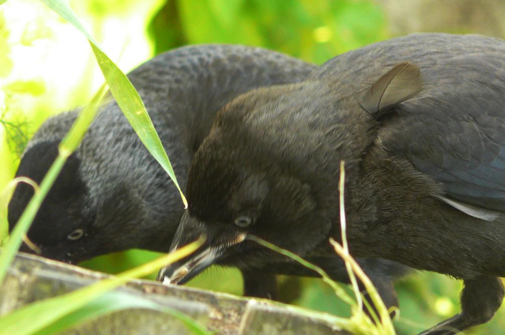 Birding On Wheels: Jackdaw fledgling