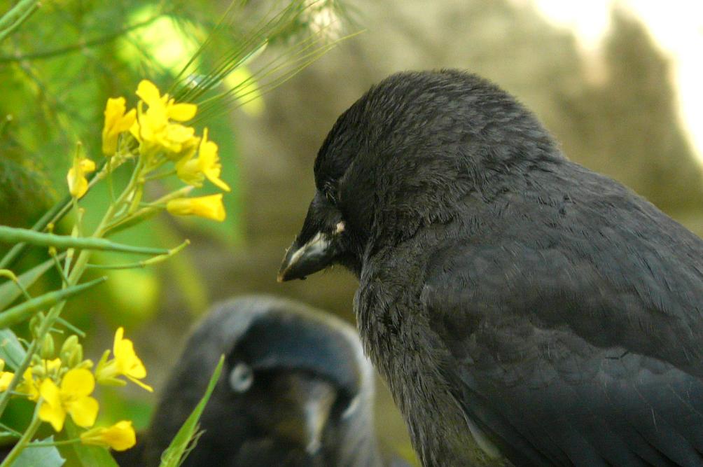 Birding On Wheels: Jackdaw fledgling