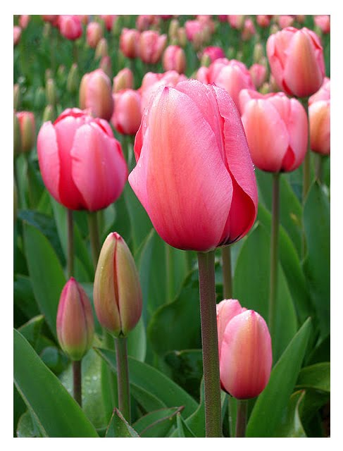 SriTulip: Tentang Tulip