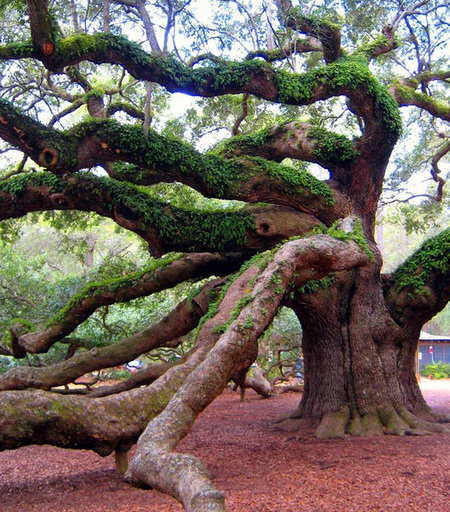 ZONA PURPURA: LOS ARBOLES MAS RAROS DEL MUNDO