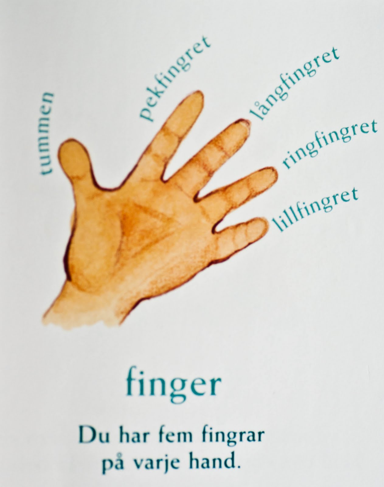 Dagens Ord - Finger | Lär Dig Svenska