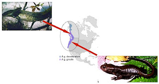 Biología en las clases: LA NEOTENIA: LA ETERNA JUVENTUD DE LOS ANFIBIOS
