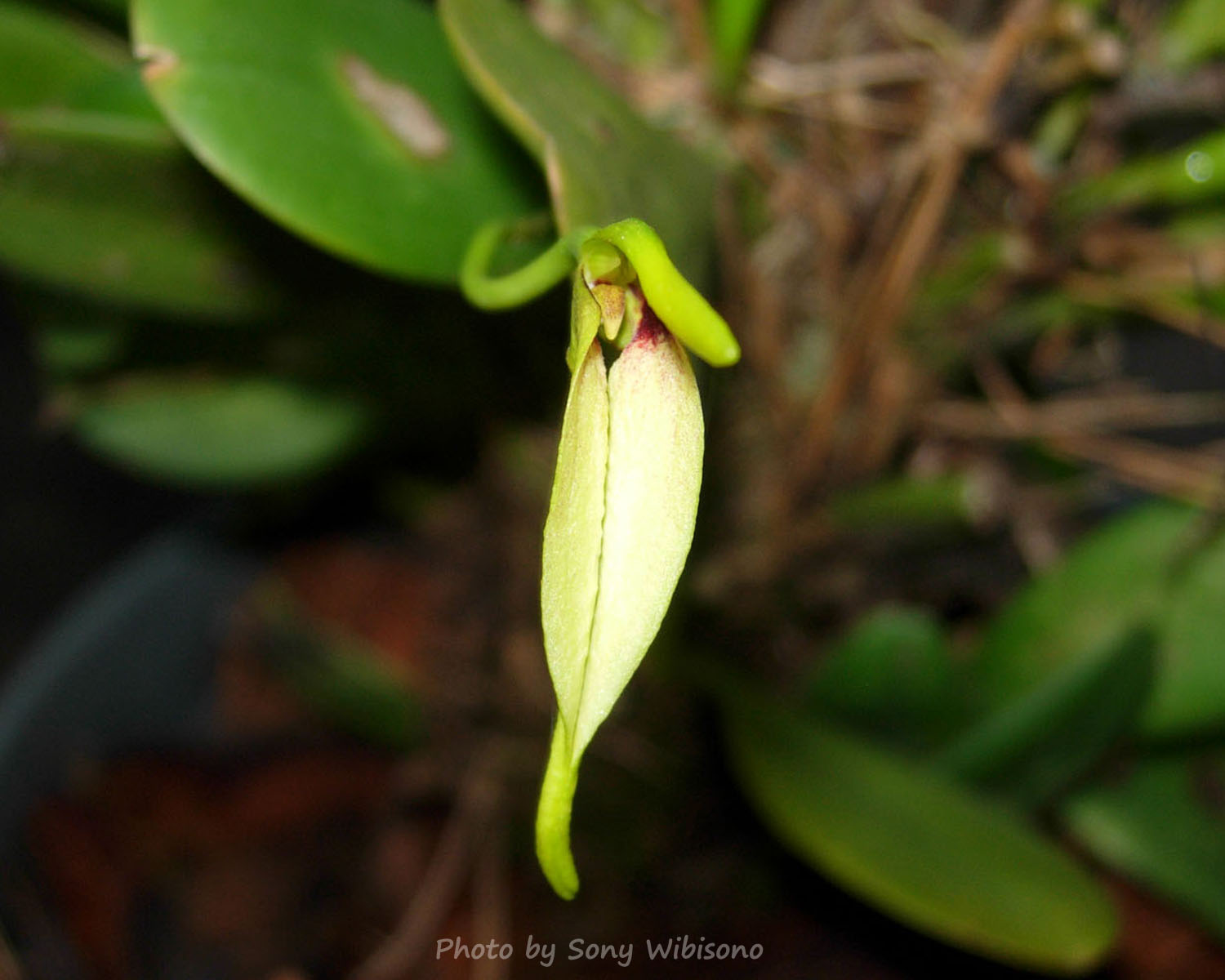 Sony Wibisono Orchids: Bulbophyllum restrepia Ridl. 1893