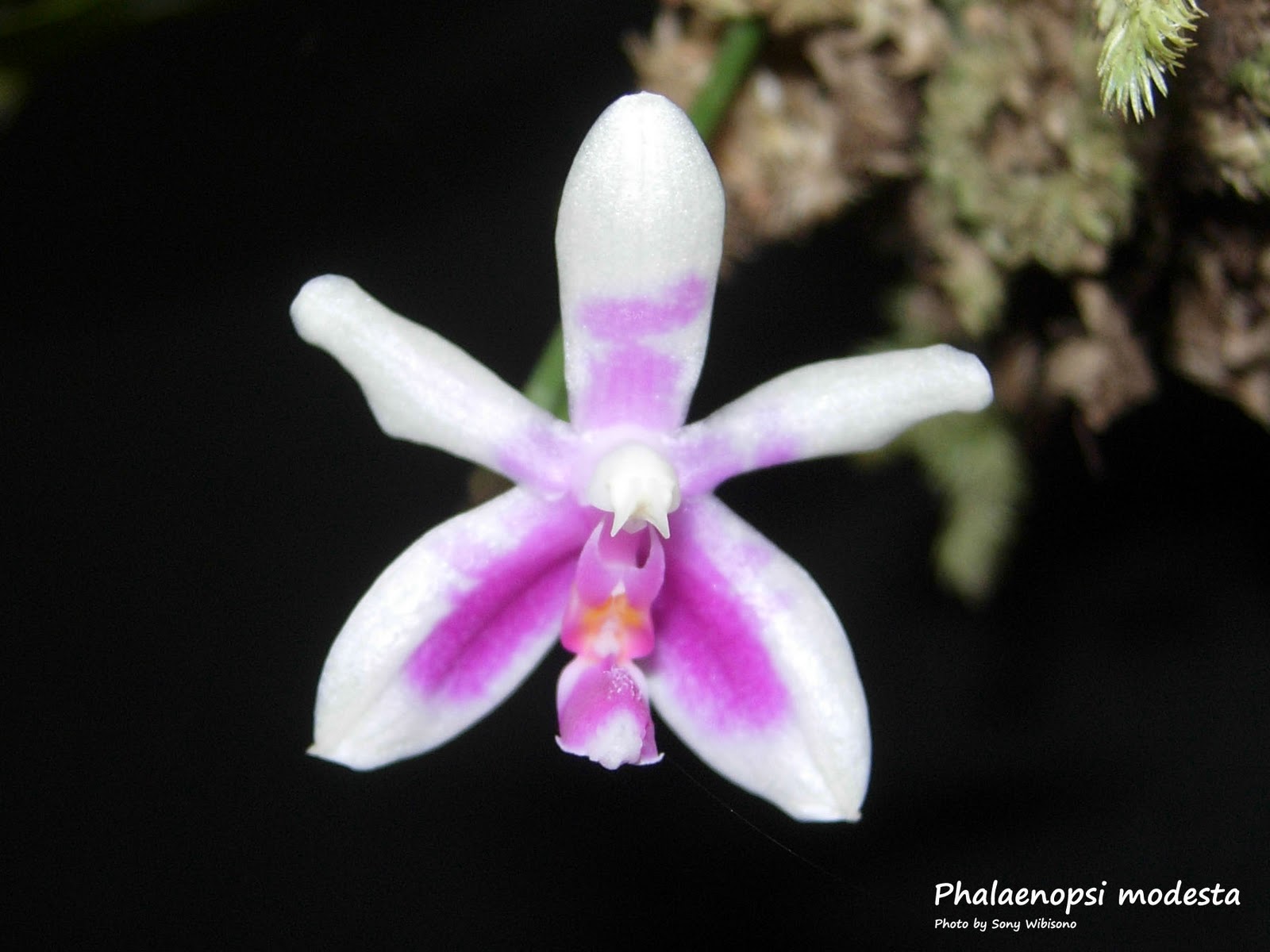 Sony Wibisono Orchids: Phalaenopsis modesta J.J. Sm. 1906