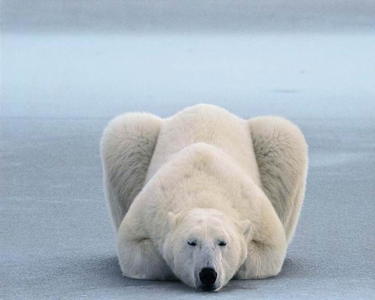 Imagini desktop animale | Poze Super Misto