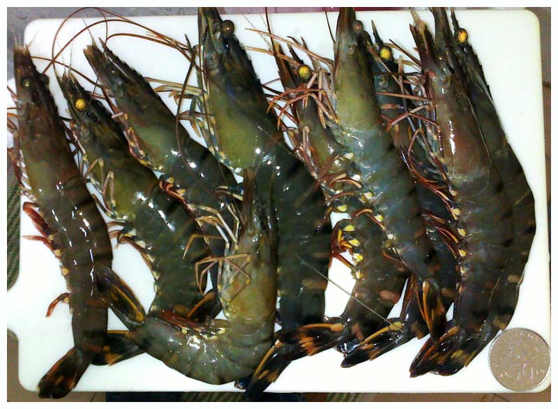 wehadjoy: Mengail Udang Harimau di Kota Damansara