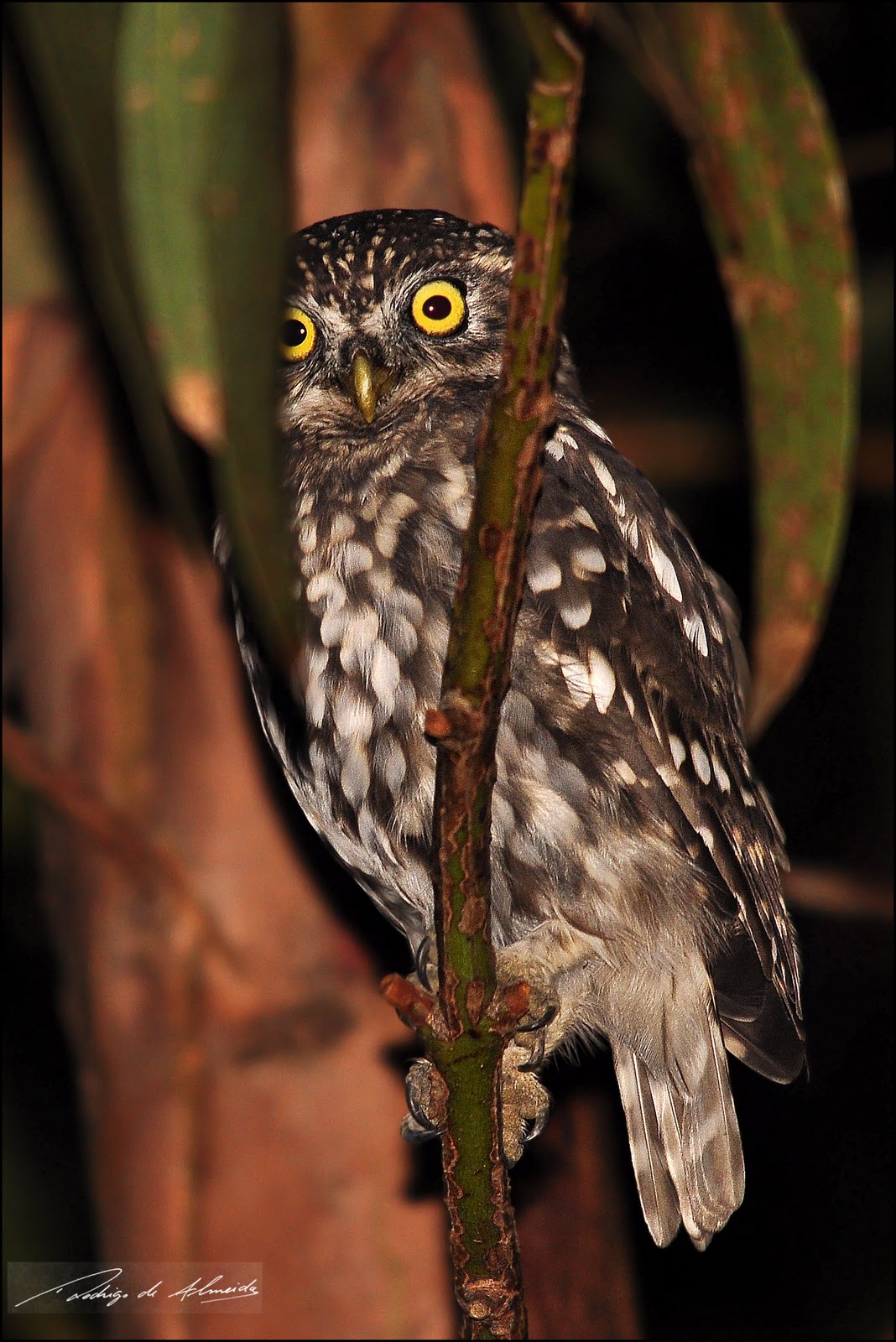 VisuNatura: janeiro 2011