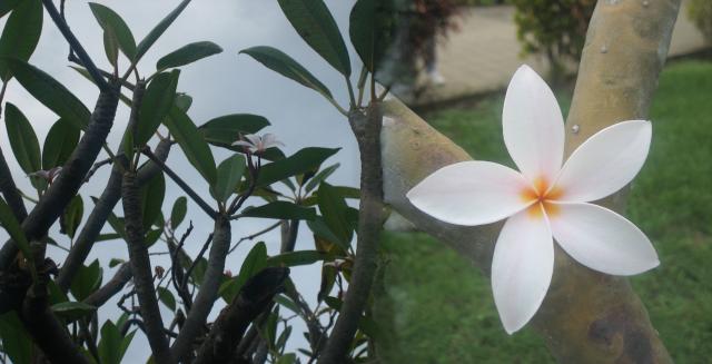 Nicaragua - People and places: Sacuanjoche