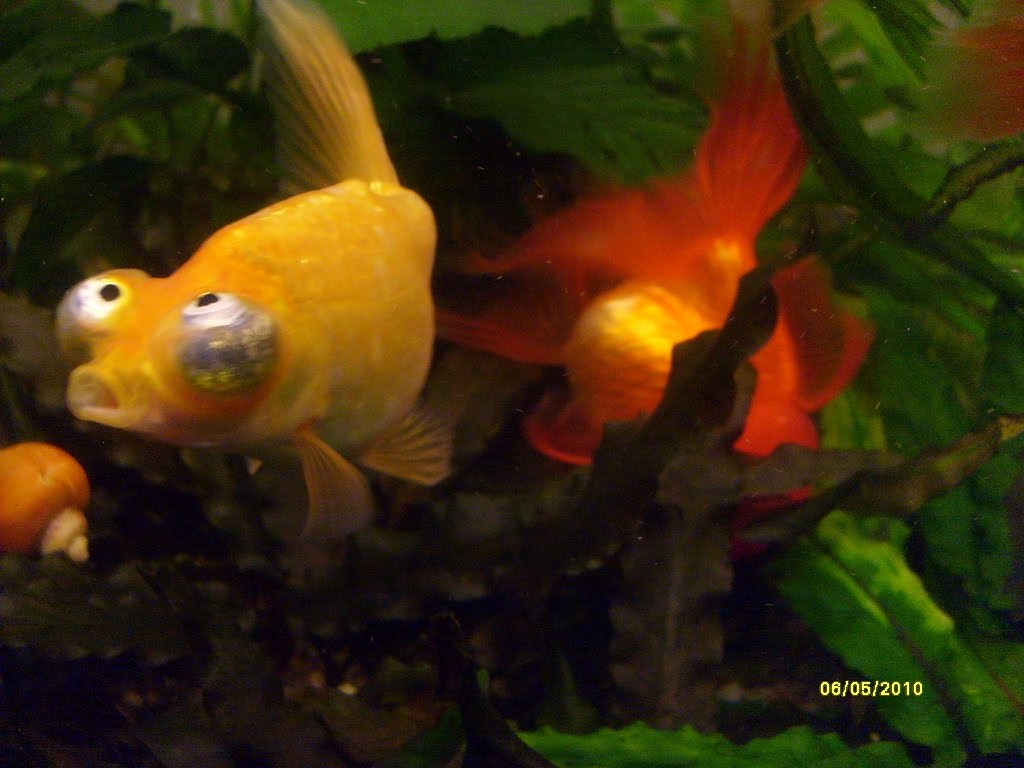Acvaristica, pesti, plante: Poze, pesti, nevertebrate, plante