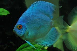 Acvaristica, pesti, plante: Poze, pesti, nevertebrate, plante