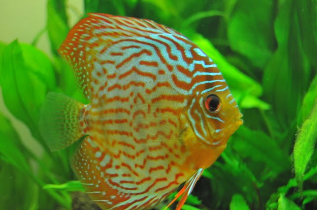 Acvaristica, pesti, plante: Poze, pesti, nevertebrate, plante