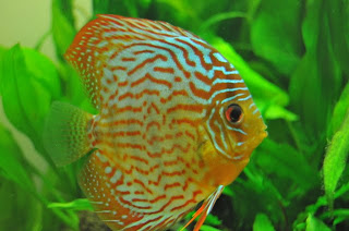 Acvaristica, pesti, plante: Poze, pesti, nevertebrate, plante