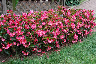 Big Begonias | What Grows There :: Hugh Conlon, Horticulturalist ...