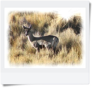 Preservando la Fauna de Mi Querido Perú: Taruca ...