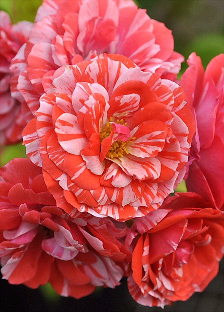 Paul Barden Roses: 281-91-04: Ralph Moore's legacy of stripes.