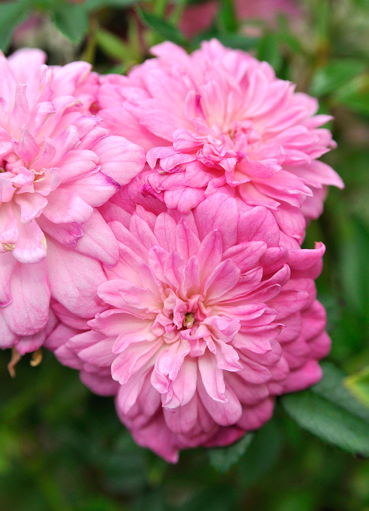 Paul Barden Roses: January 2011