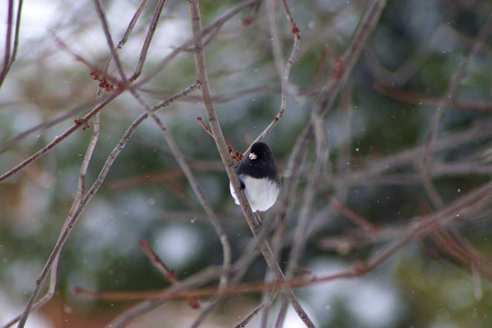 Fox's Photos: Winter bird on branch