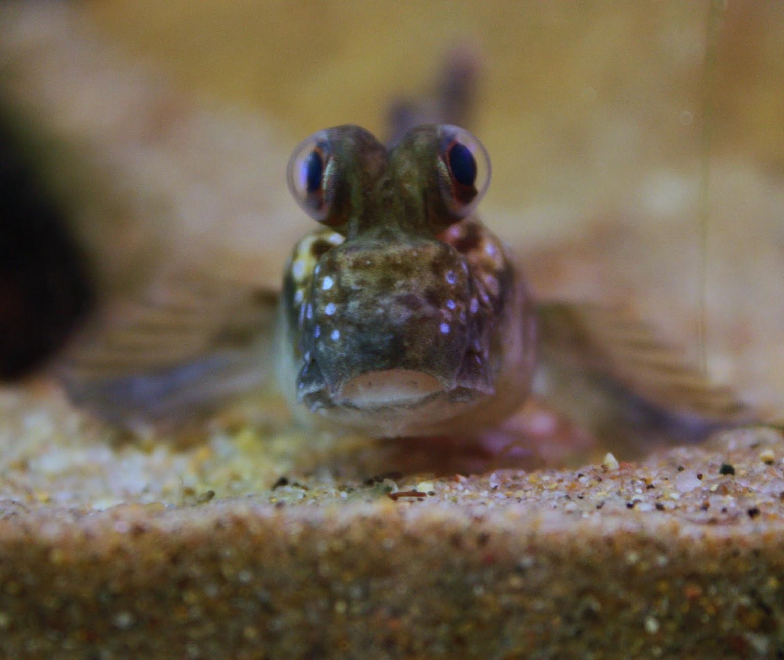 AquaticDawn: Aye, 'skipper