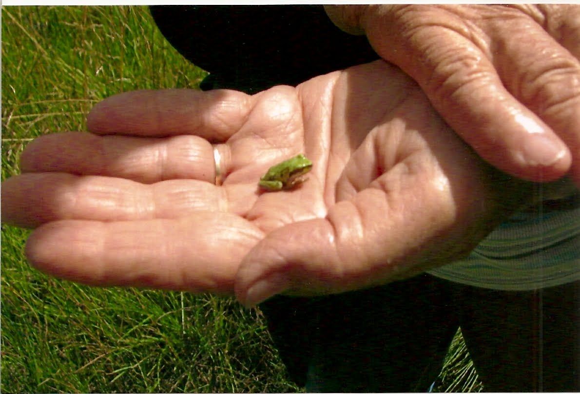 Tending Our Gardens: Baby Frogs