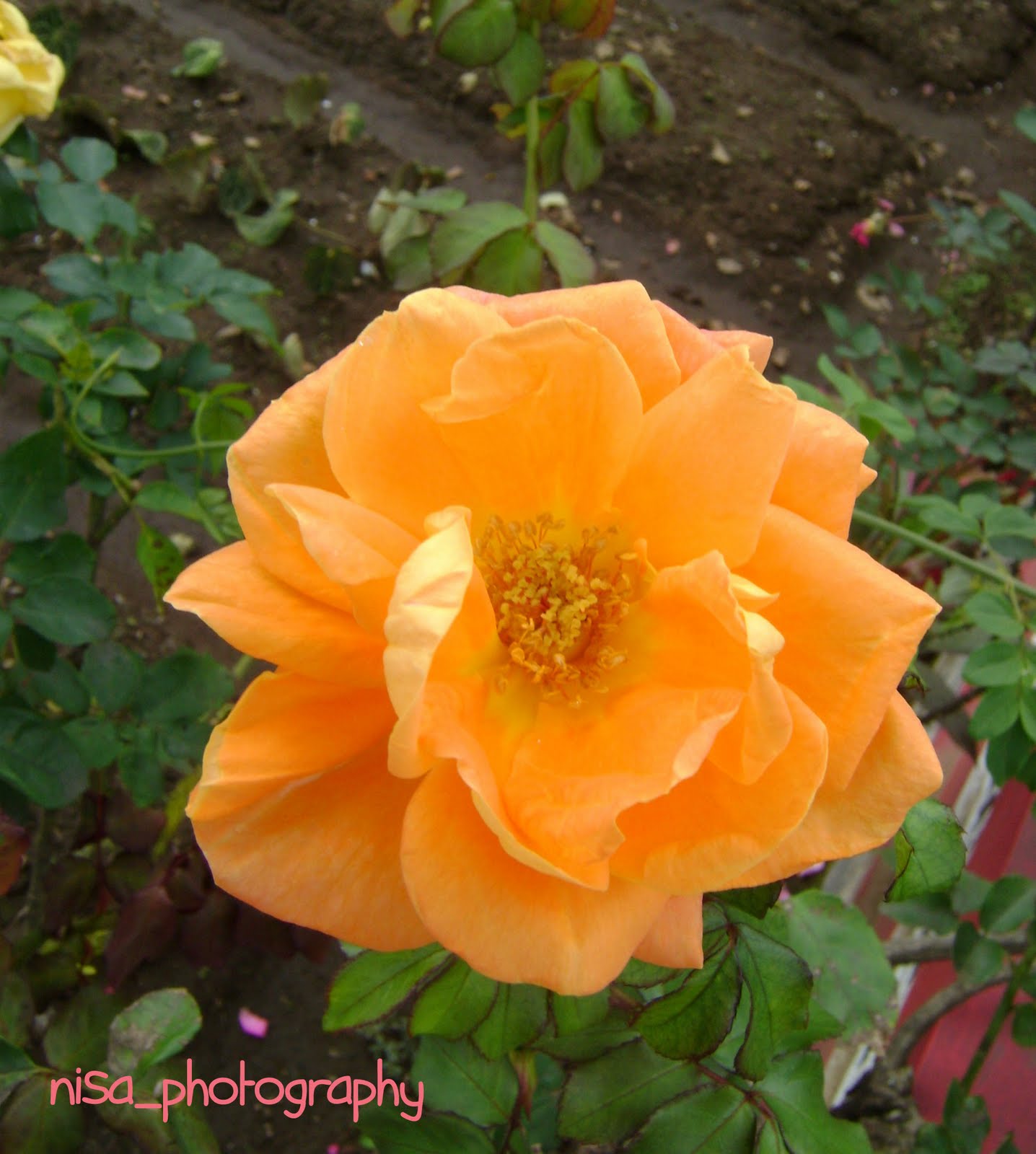 Mawar Orange Flower