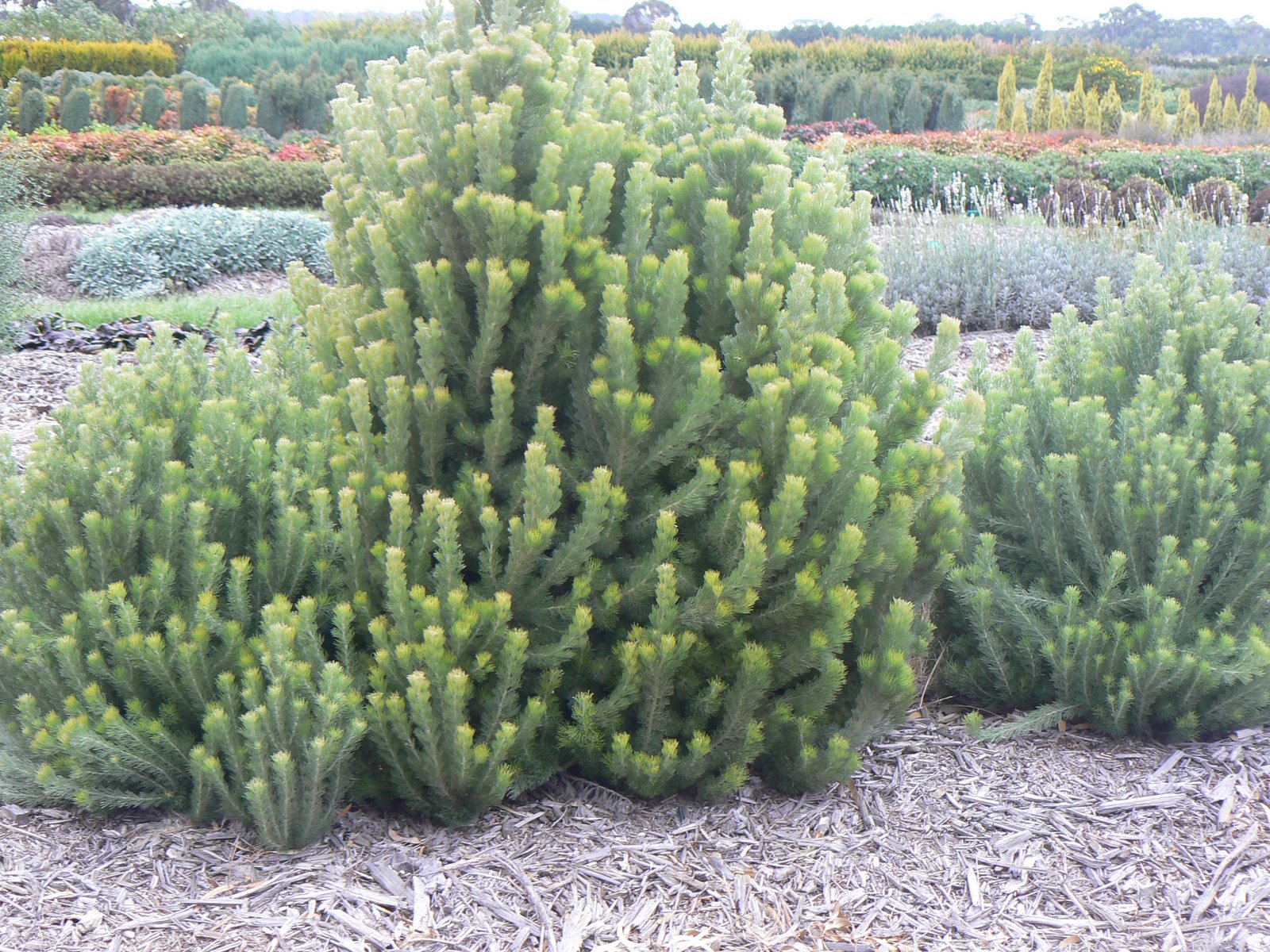 Gondwana Nursery: Adenanthos sericea