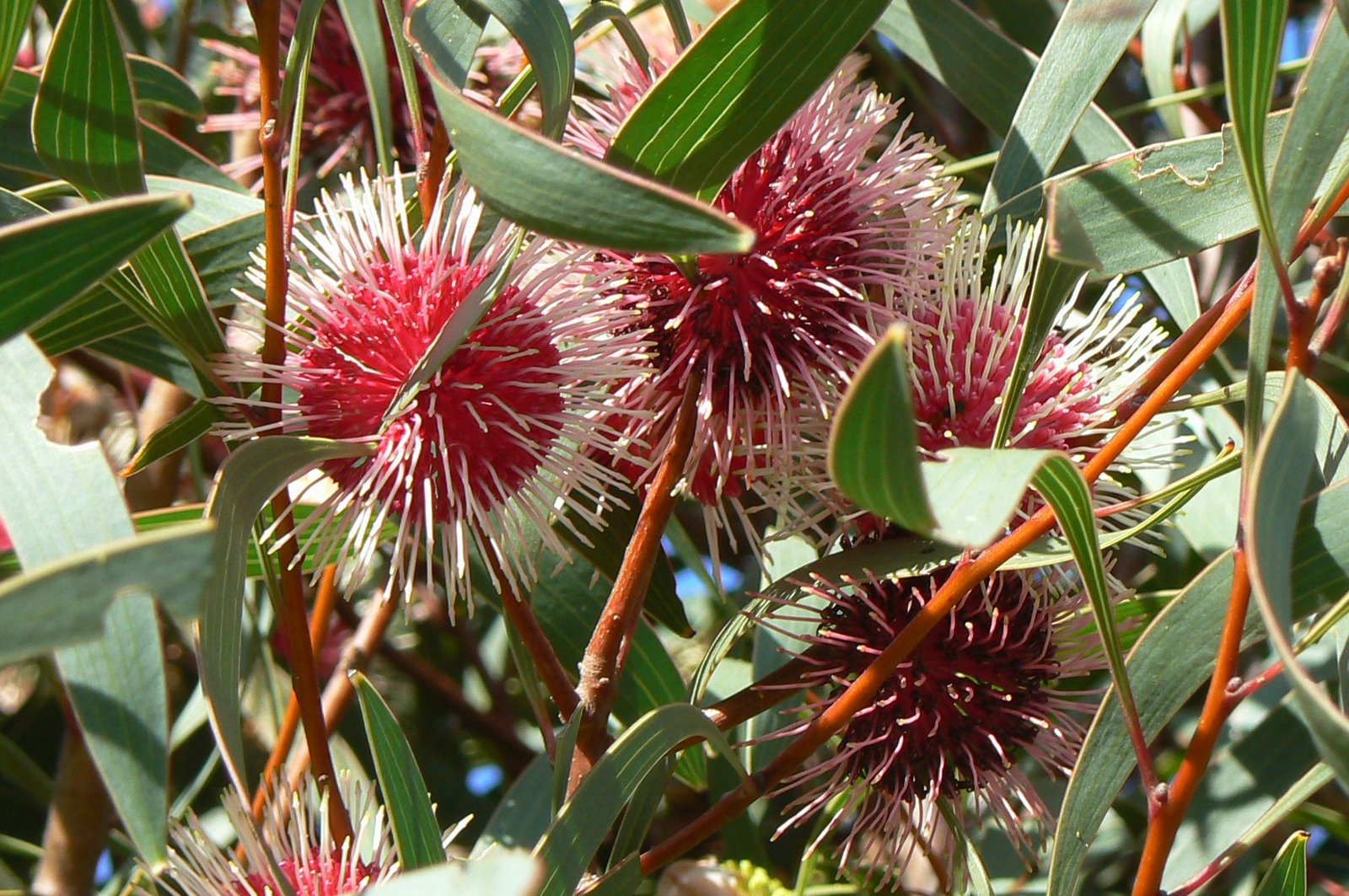 Gondwana Nursery: Hakea laurina