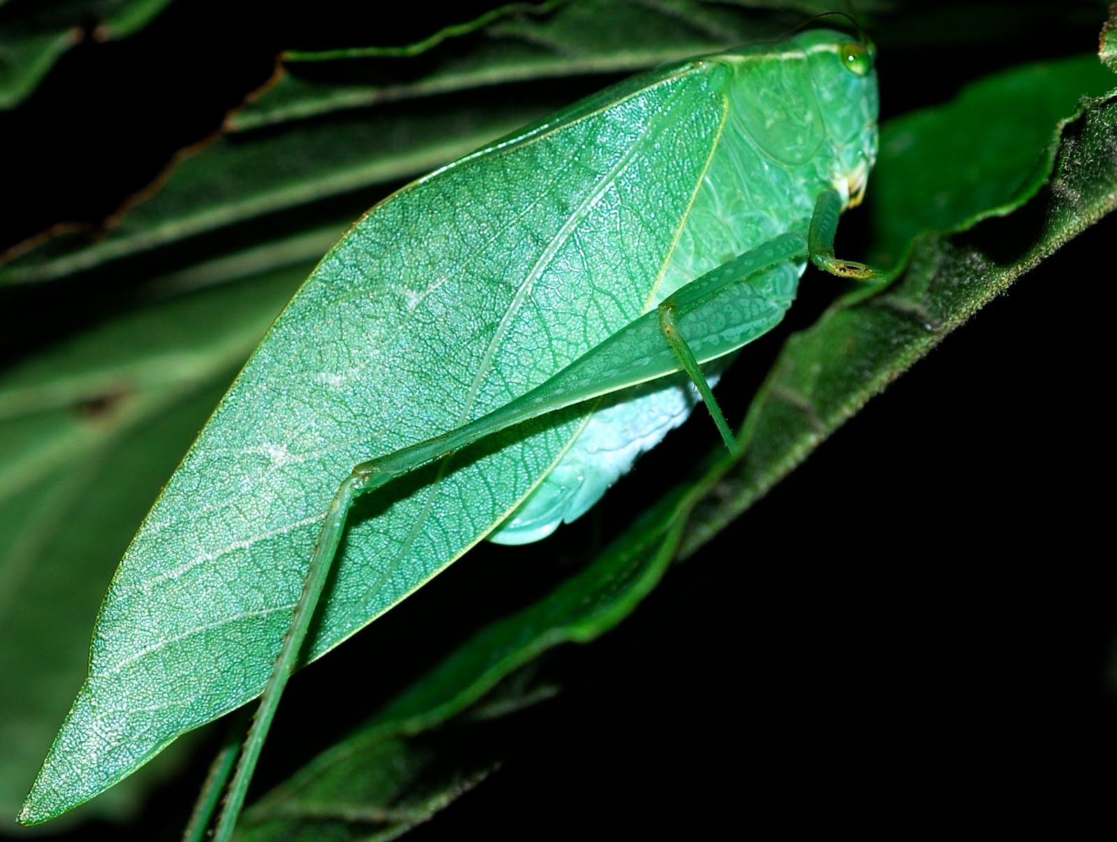 Bosque despierto: Grillo del este de EEUU