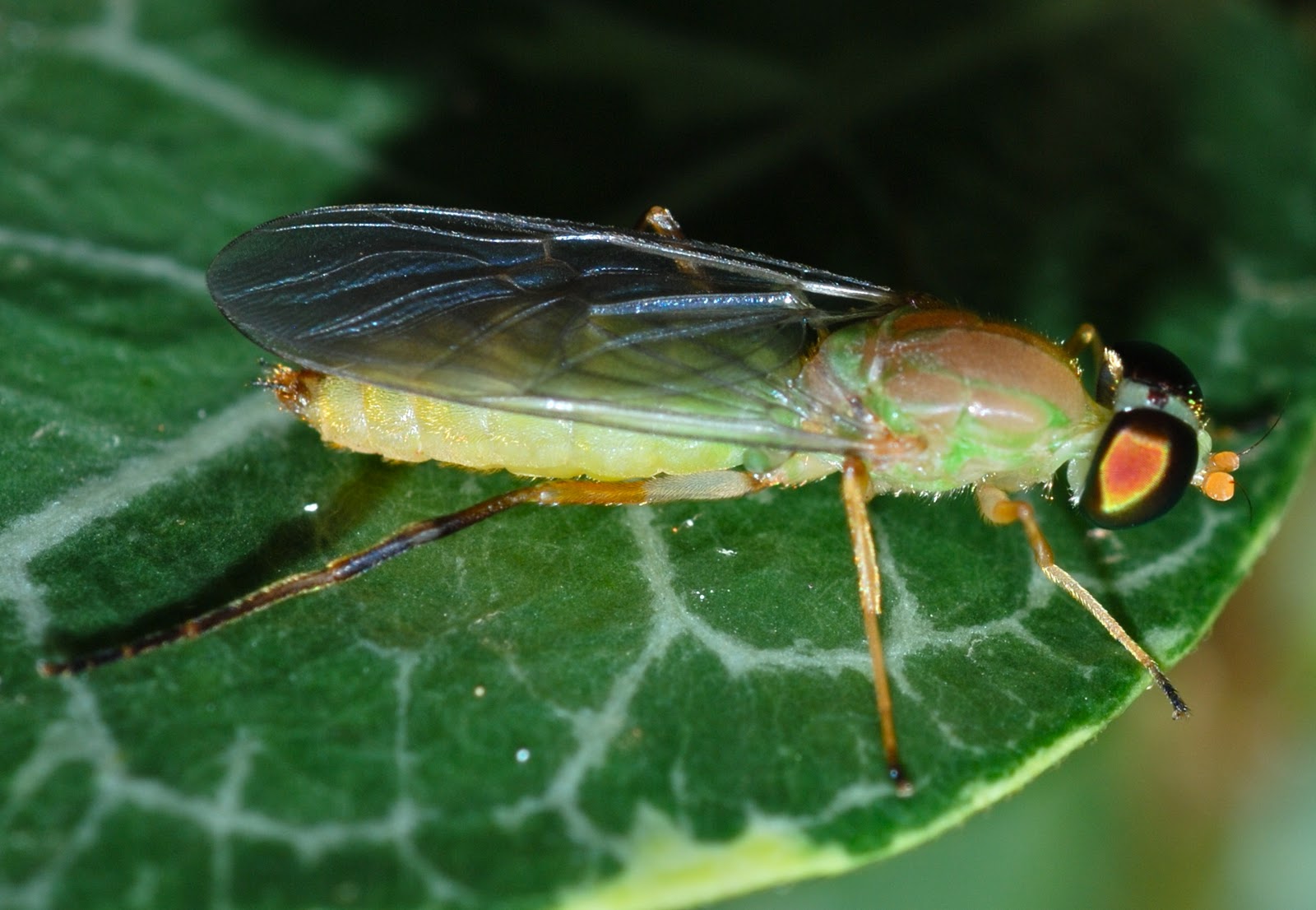 Stratiomyomorpha - JungleKey.fr Image