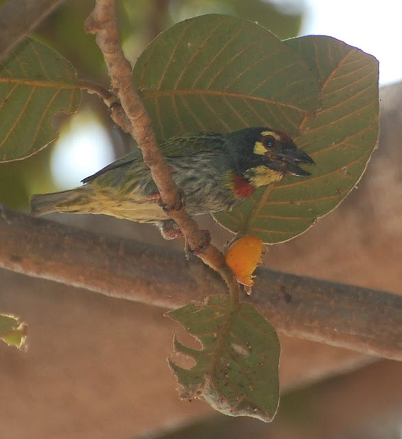 Earth Sublime: Mysore Fig - fruiting tree that attract many birds