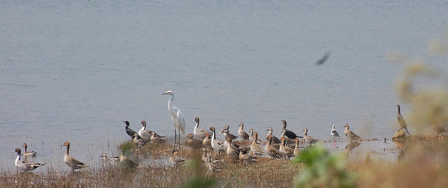 Earth Sublime: Mysore Fig - fruiting tree that attract many birds