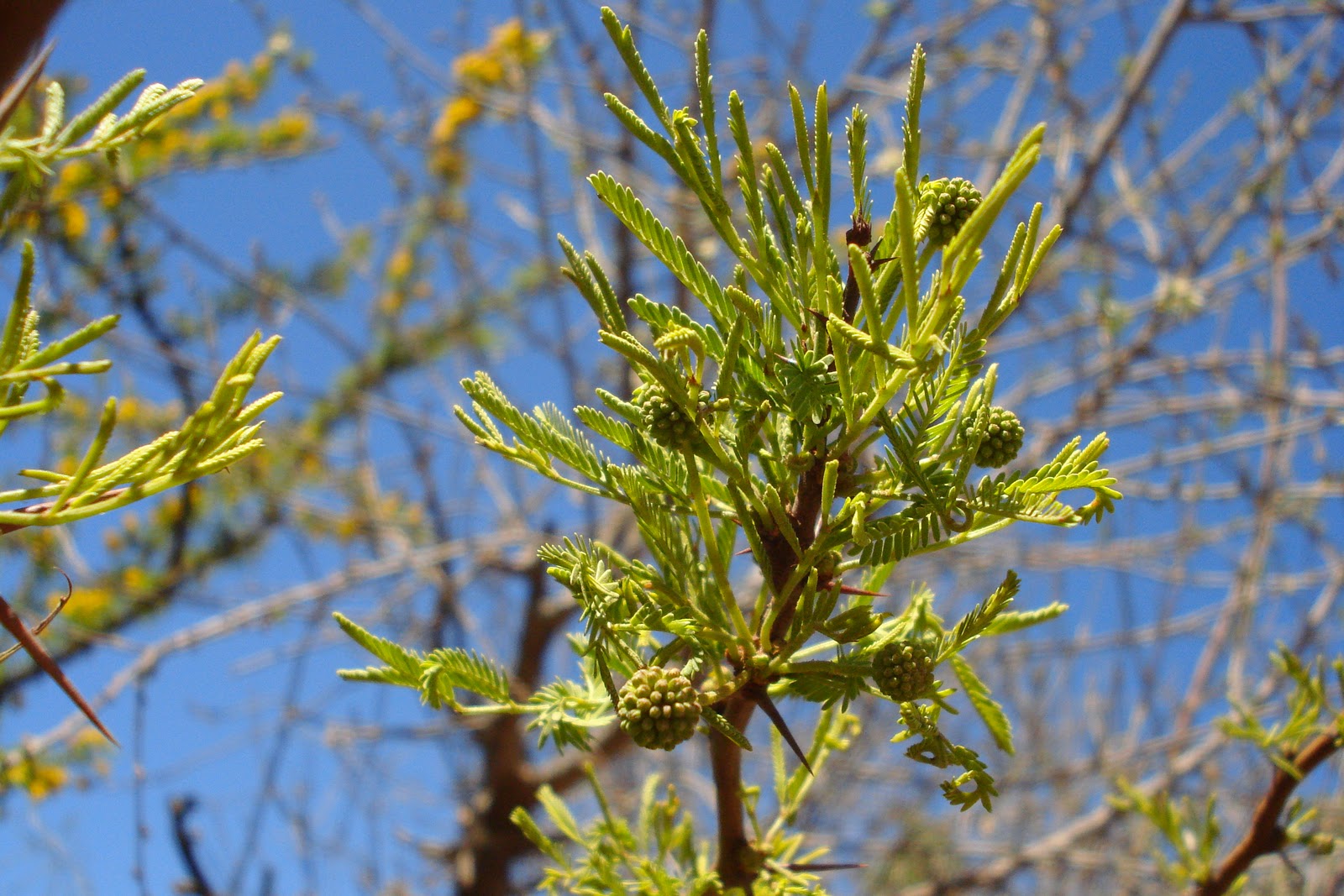 Huerta experimental urbana: Acacia caven - Espinillo