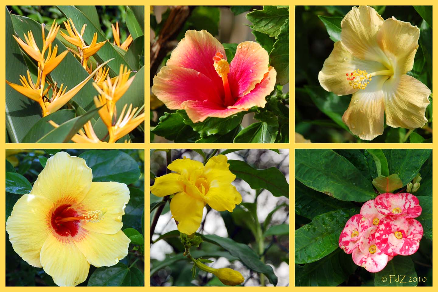 Tropical Flower Names