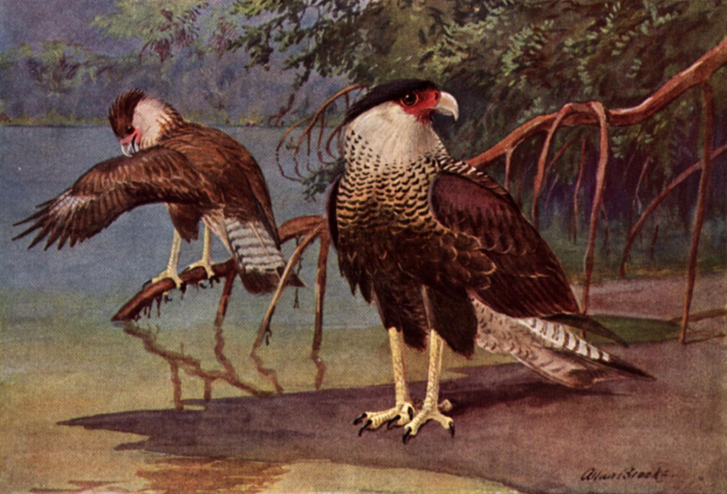 Nature: Observations and Meanings: CRESTED CARACARA (MEXICAN EAGLE ...