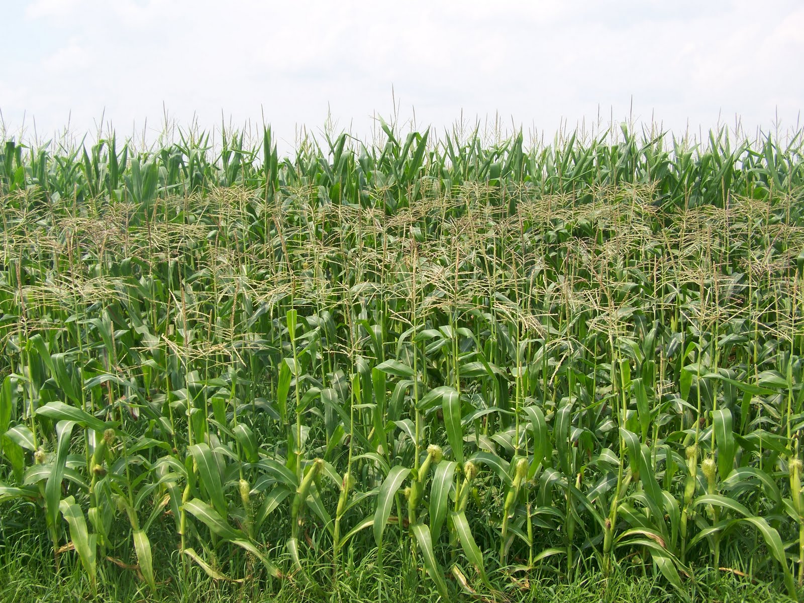 3 kids and lots of pigs: welcome to my pig pen: Farmer Fridays - Corn ...