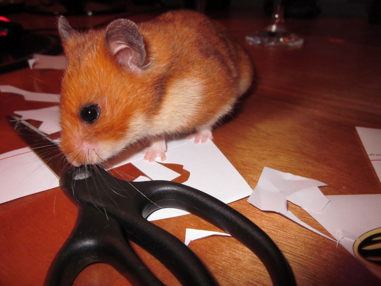 Twiham: Origami Hamster...
