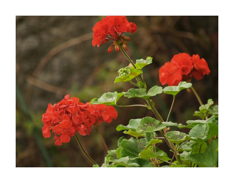 Ilukuduja: Jäälilled linikuna. Winterflower as a tablecloth.