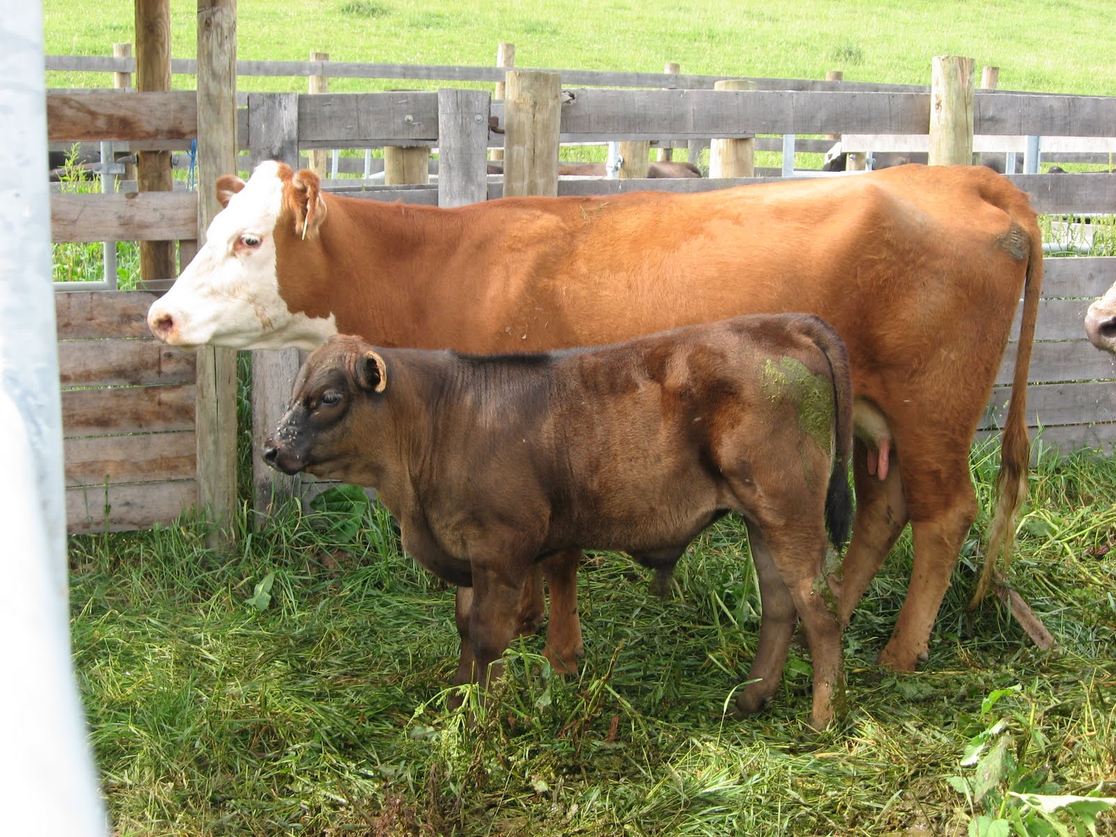 4R Ranch: Cattle Working