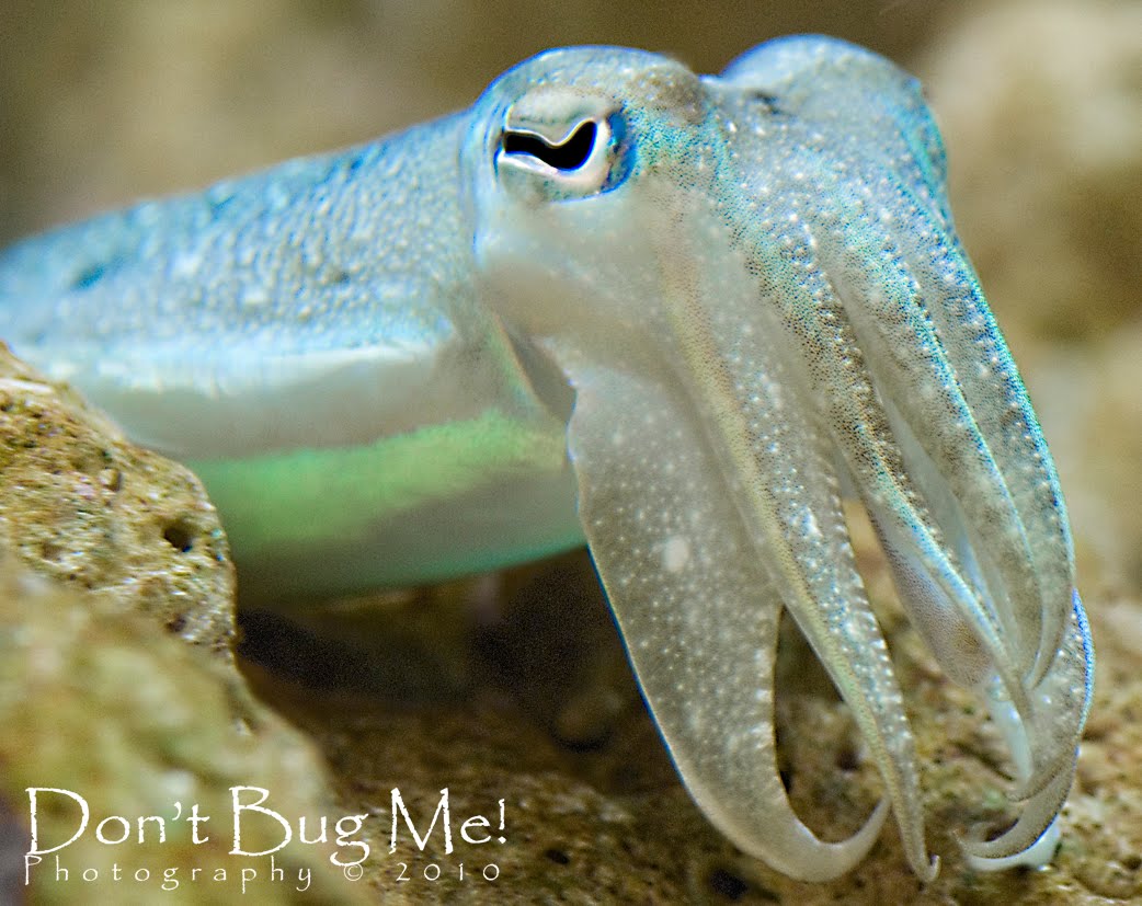 Cuttlefish. | Z-Cuttlefish | Pinterest