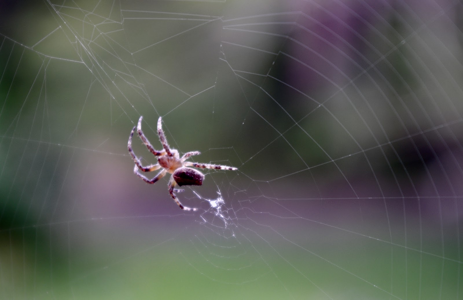 bendingphotography: Spider