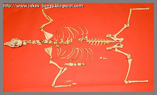 The strange thing about George : Jake's Bones