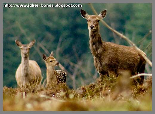 Baby red deer ! : Jake's Bones