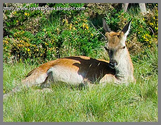 All about deer pedicles : Jake's Bones