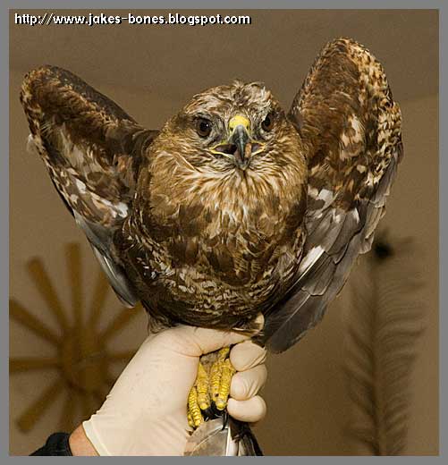 Helping to save a buzzard's life : Jake's Bones