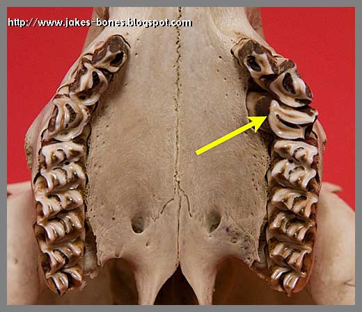 The perfect sheep skull : Jake's Bones