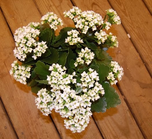 The Indoor Garden: How to Care for a Kalanchoe