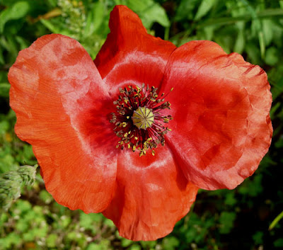 AAA ACCADEMIA AFFAMATI AFFANNATI: IL PAPAVERO. ANGELO O DIAVOLO.