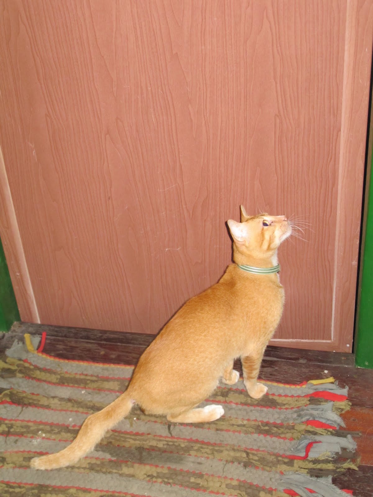 Southeast Asia Tour 2010: Tioman Island, The Juara Turtle Project