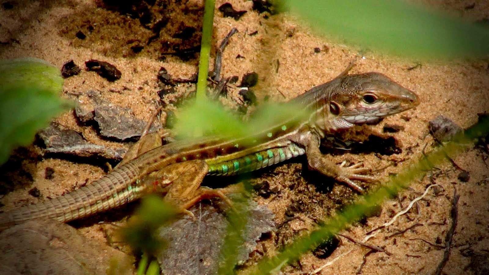 Sítio Tamboril: Bico Doce - Calango - Ameiva